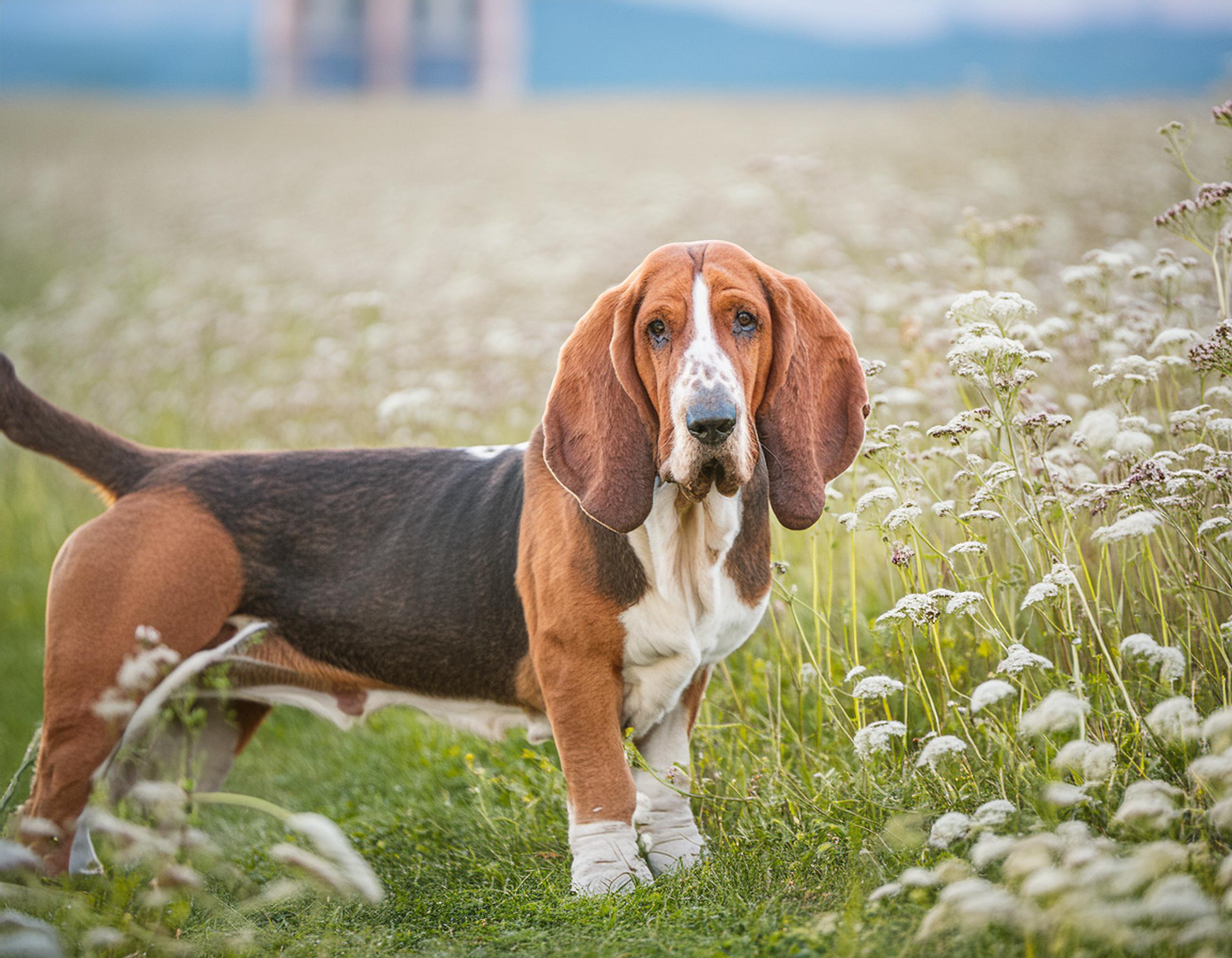 Basset artésien normand - hundrasguiden.se