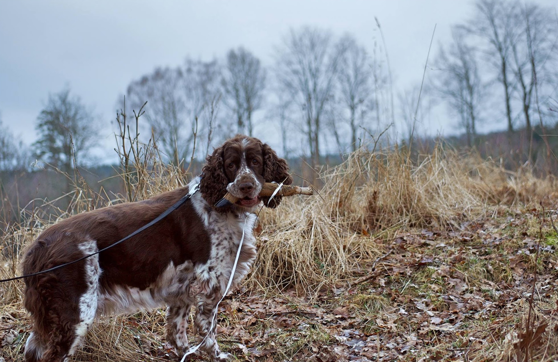 Engelsk springer spaniel - hundrasguiden.se